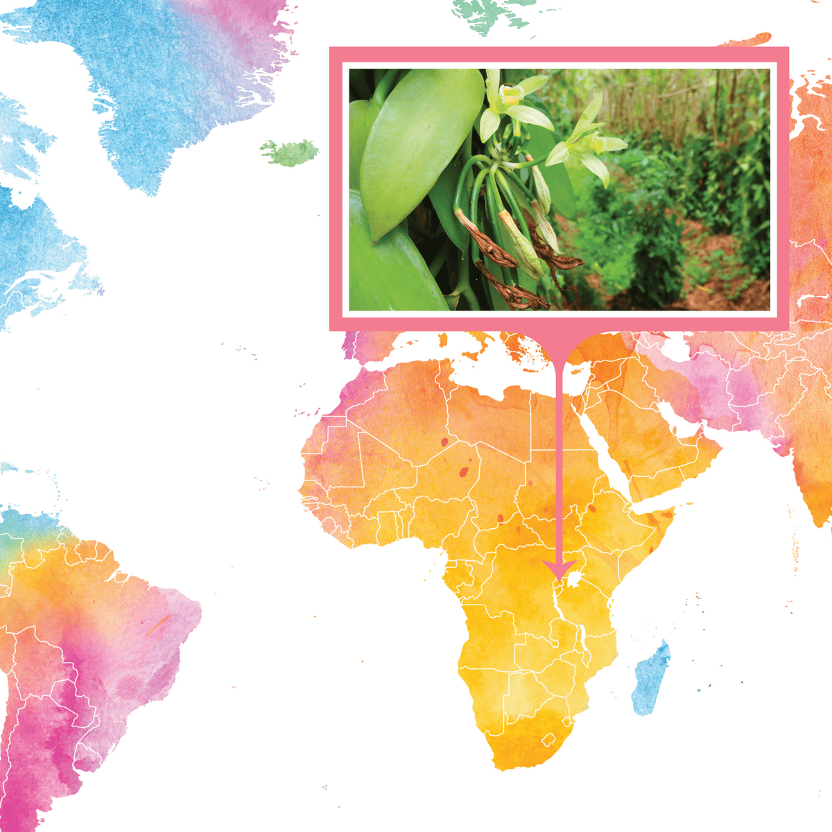 Burundi, Muyinga - Gourmet Vanilla Beans - Grade A | Native Vanilla