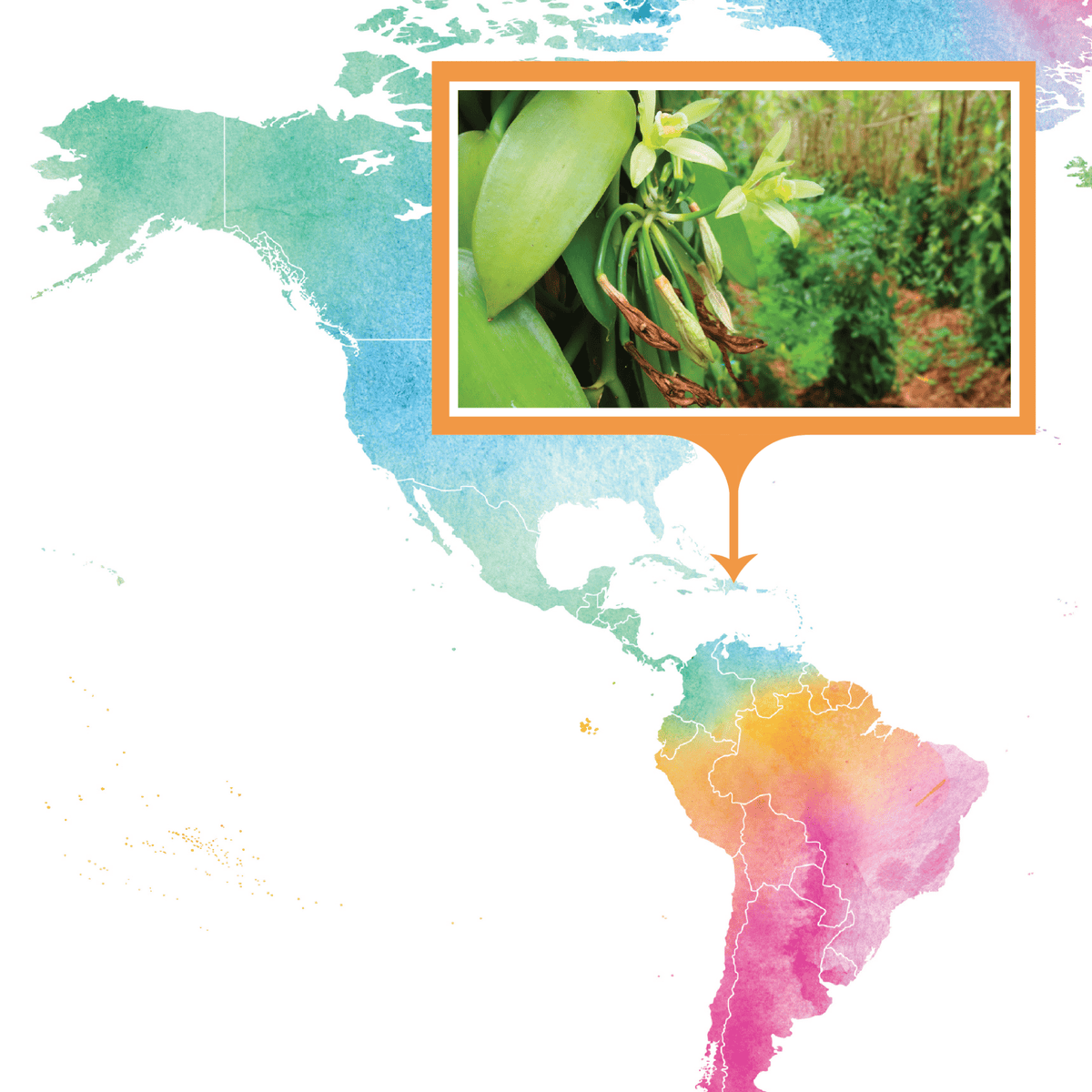 Dominican Republic, Loma Azul - Gourmet Vanilla Beans - Grade A ...