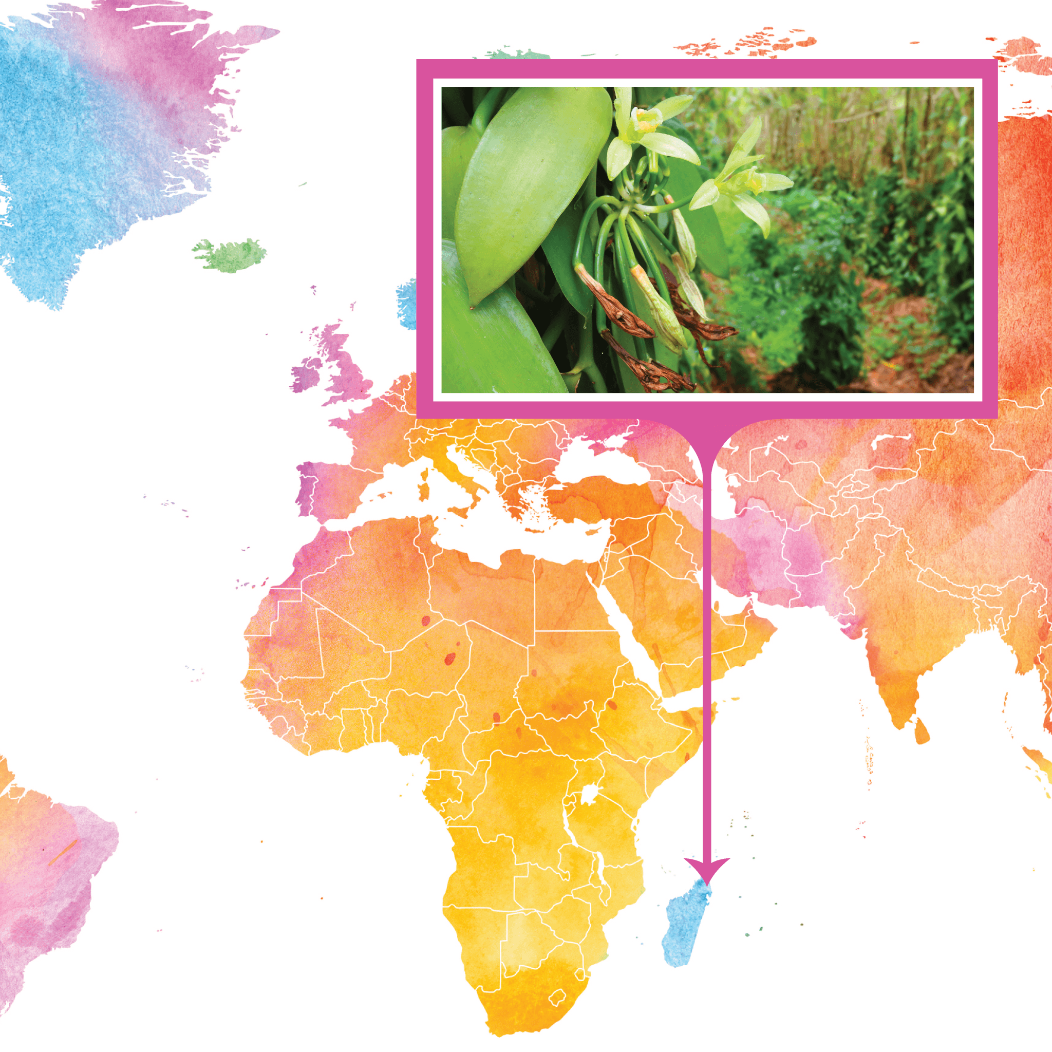 Madagascar, Sava - Gourmet Vanilla Beans - Grade A (Pompona) | Native ...