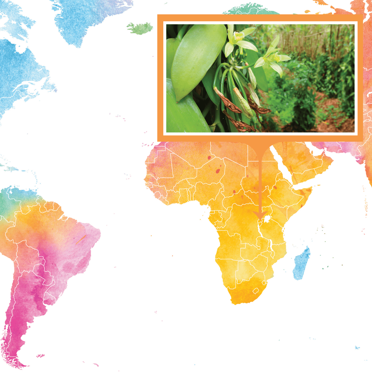 Rwanda, Kirehe - Gourmet Vanilla Beans - Grade A | Native Vanilla